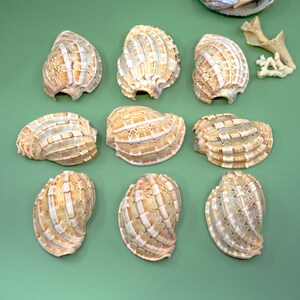 Harpa Articularis Shell: Major Harp Seashells, Harpa Davidus, 3 Inches ...
