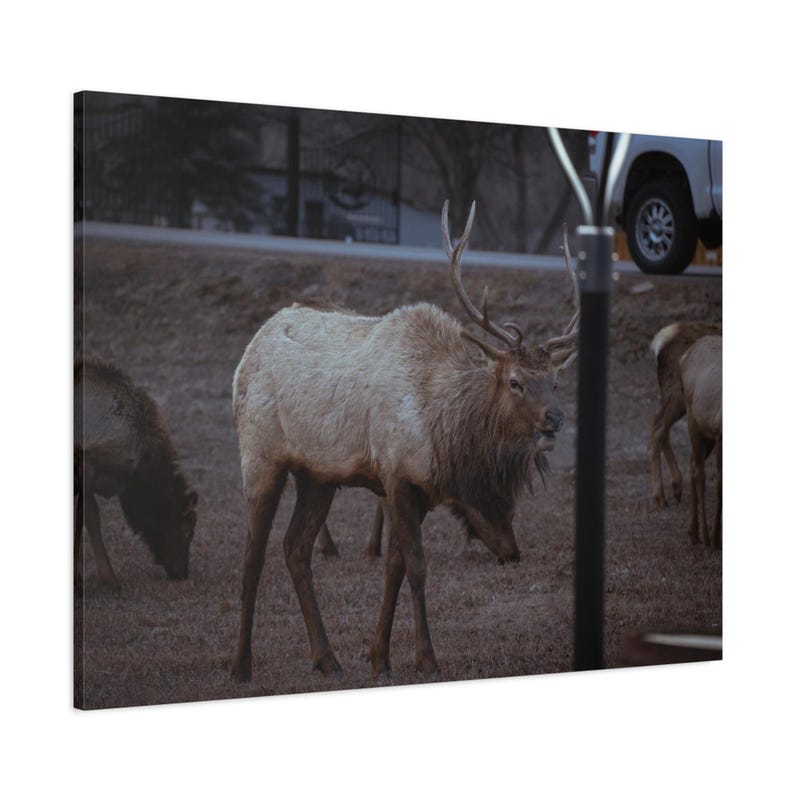 Wildlife Canvas Wall Art - Etsy