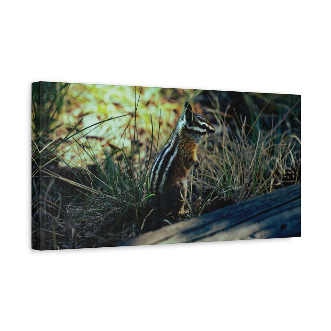 Art Print, Chipmunk Standing up Matte Canvas Stretched, 1 25 ...