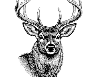 Whitetail Buck Deer Vector Drawing Jpg Svg Png Pdf - Etsy