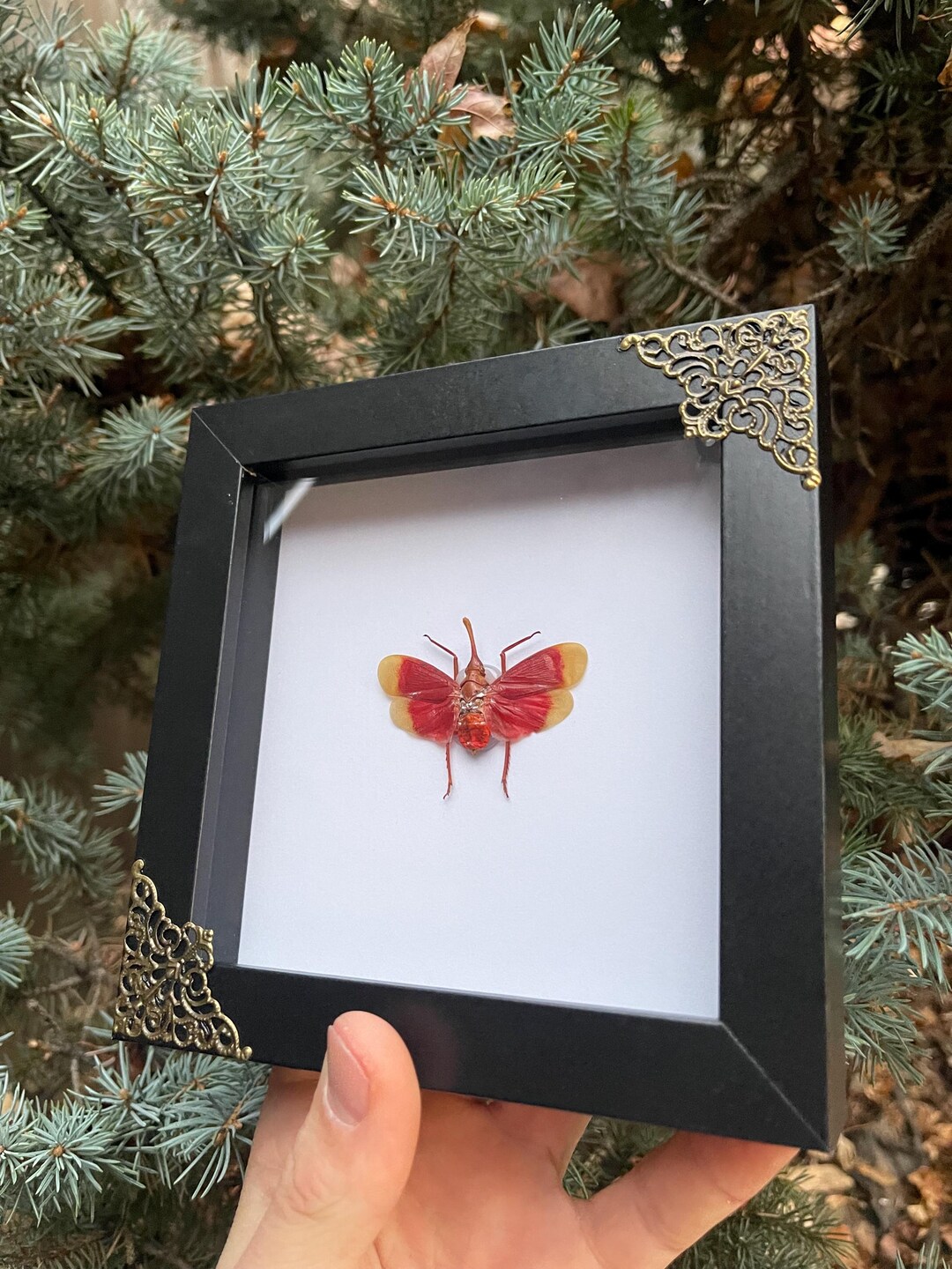 Mounted Red Ruby Plant Hopper Lanternfly - Etsy