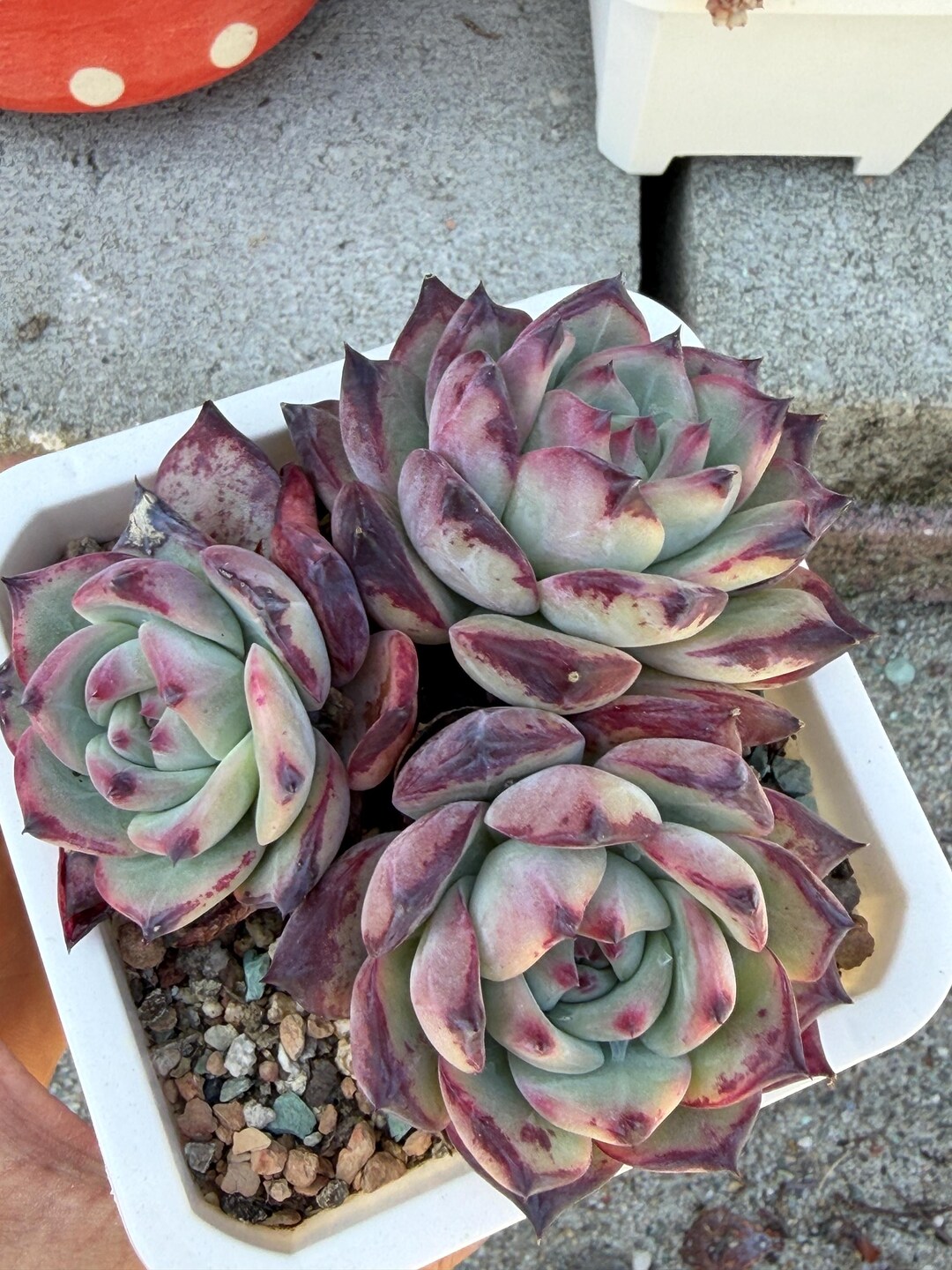 Echeveria Ratam 4" 拉糖 - Etsy