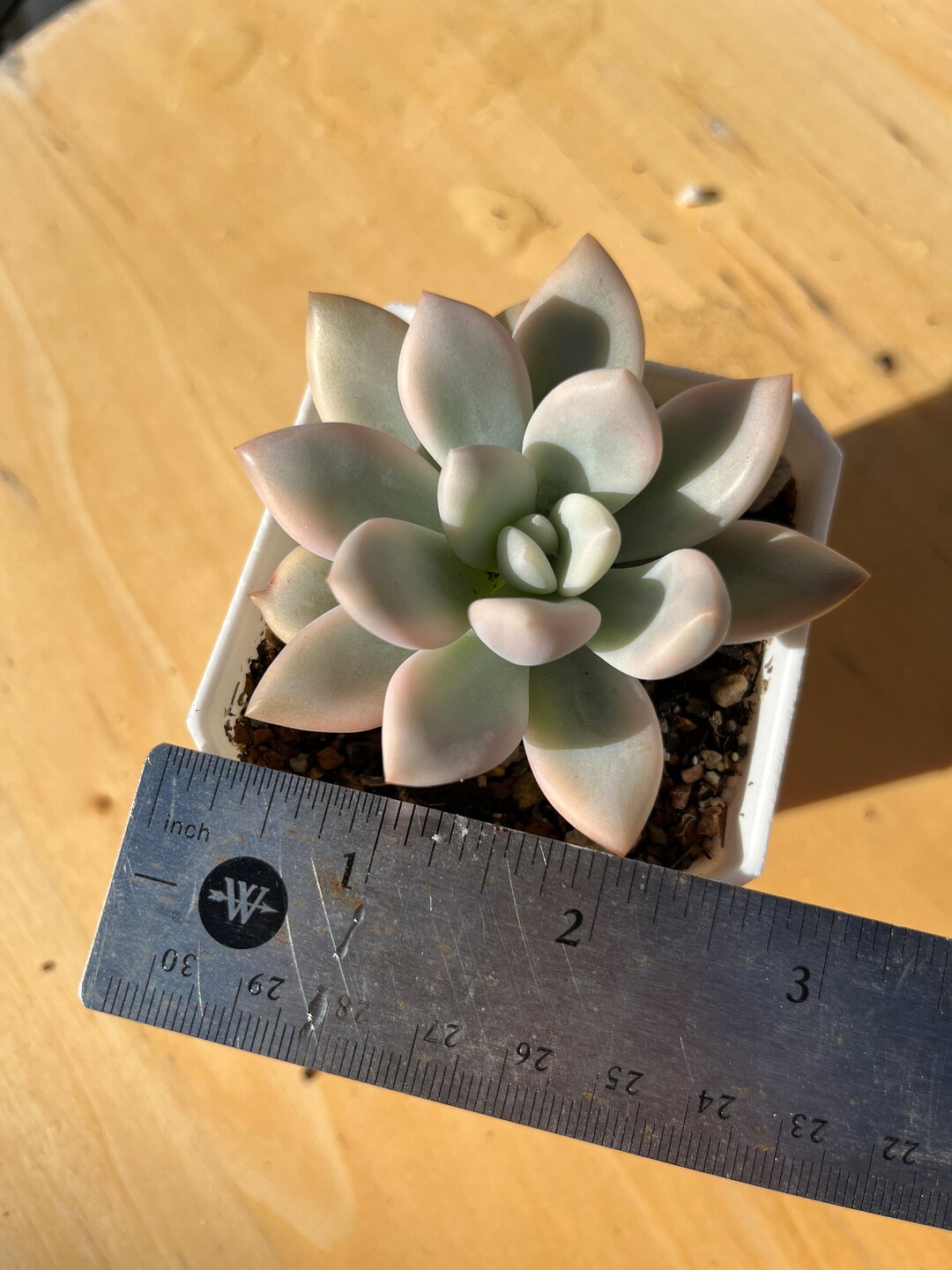 Echeveria Opalina Variegated 2 奥普锦 - Etsy