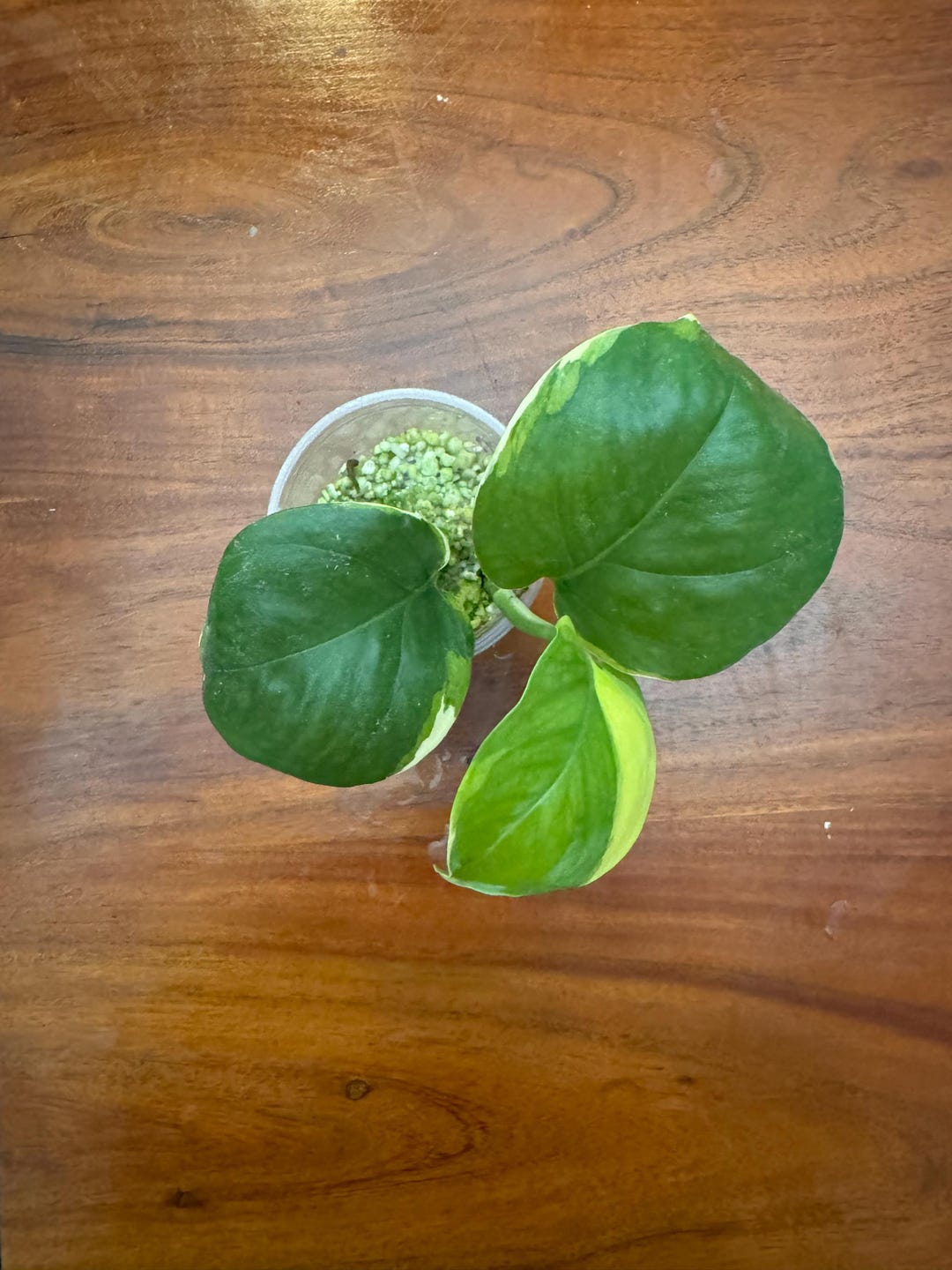 Epipremnum Aureum (Pothos) Poonsin - Jungpflanze mit neuem Trieb und aktivem Wachstum, gut ...