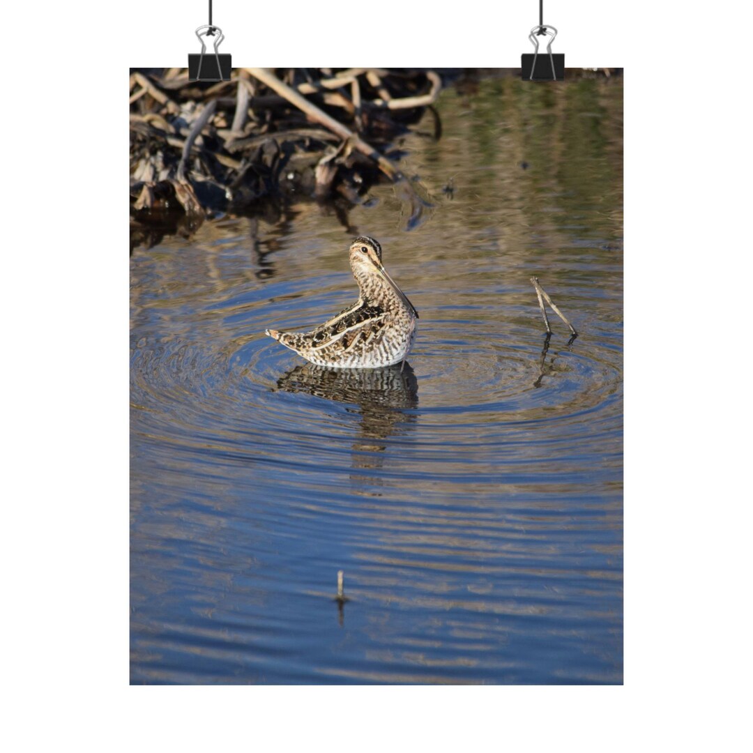 Wilson's Snipe Poster - Etsy