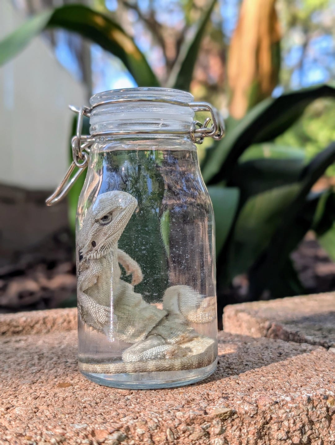 Small Bearded Dragon #2 Wet Specimen - Etsy