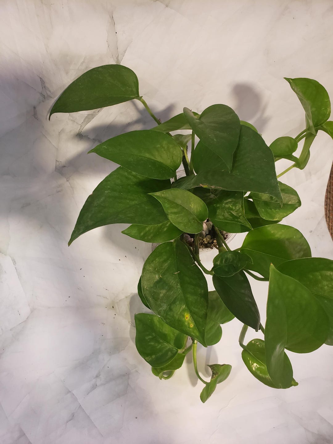 Epi Green Manjula Mutation *FREE SHIPPING* - Etsy