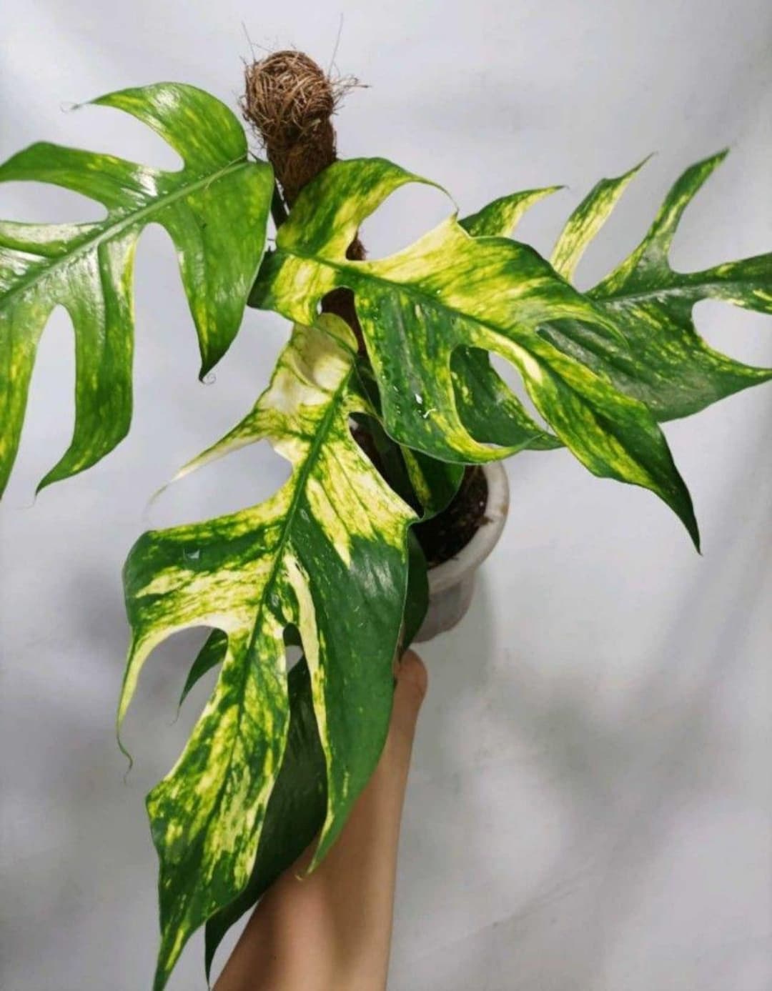 Yellow Flame- Epi. Pothos. *FREE SHIPPING* Sellers Choice. Rooted Plant ...