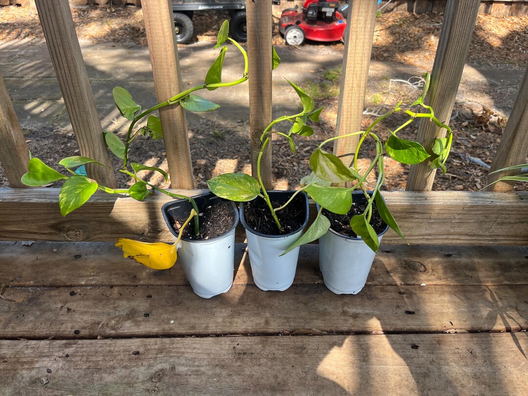 Golden Pothos Live Plants Rooted Long Plants - Etsy