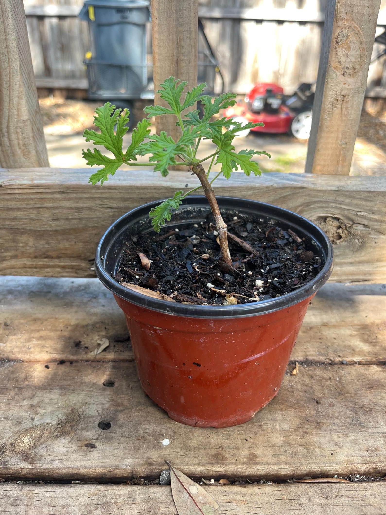 Geranium Mosquito Repellent Citronella Live Rooted Plants - Etsy