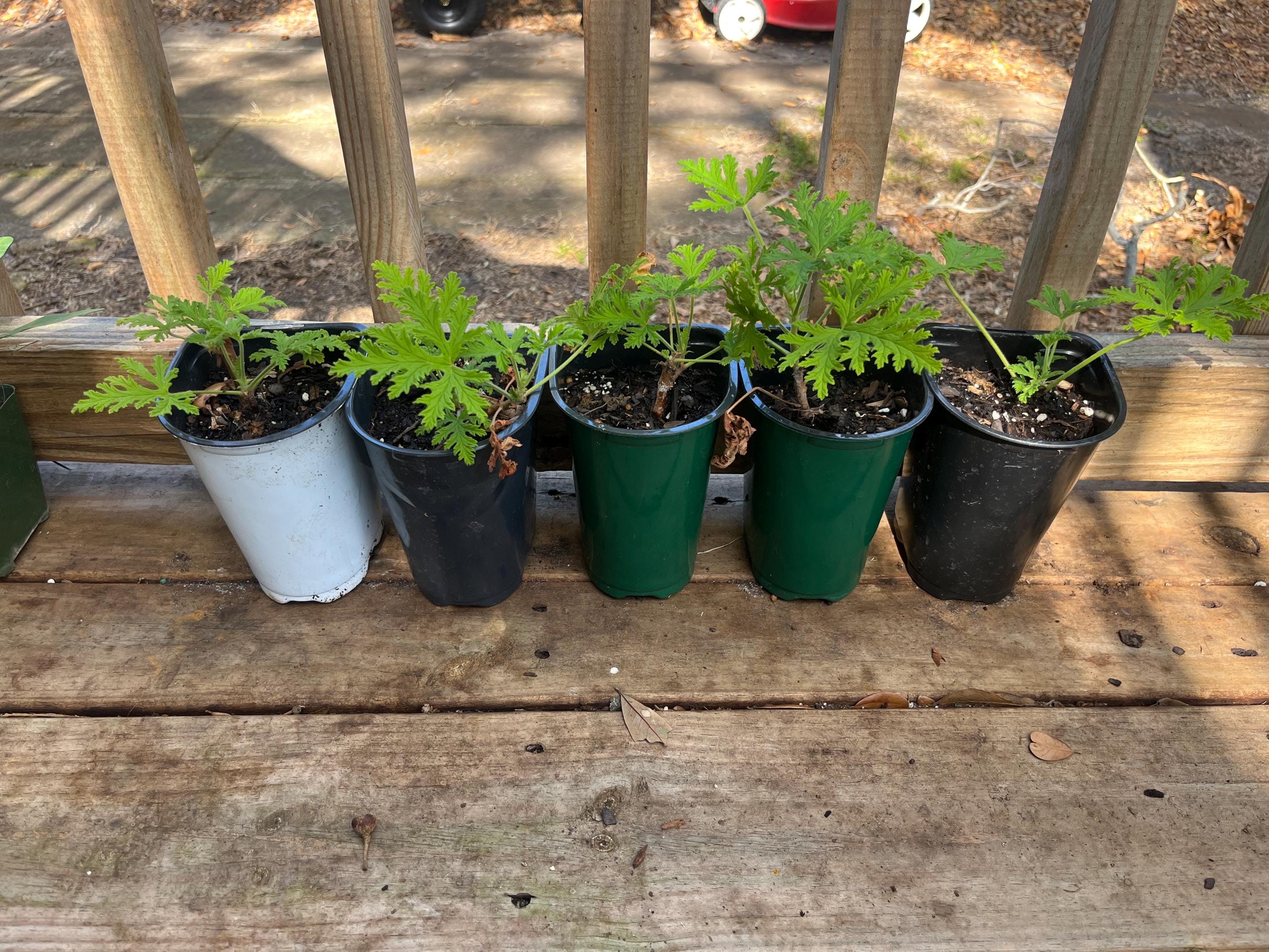 Geranium Mosquito Repellent Citronella Live Rooted Plants - Etsy
