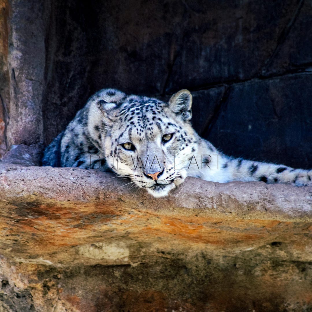 Snow Leopard Digital Download, Photography Print, Unique Stunning Wall ...