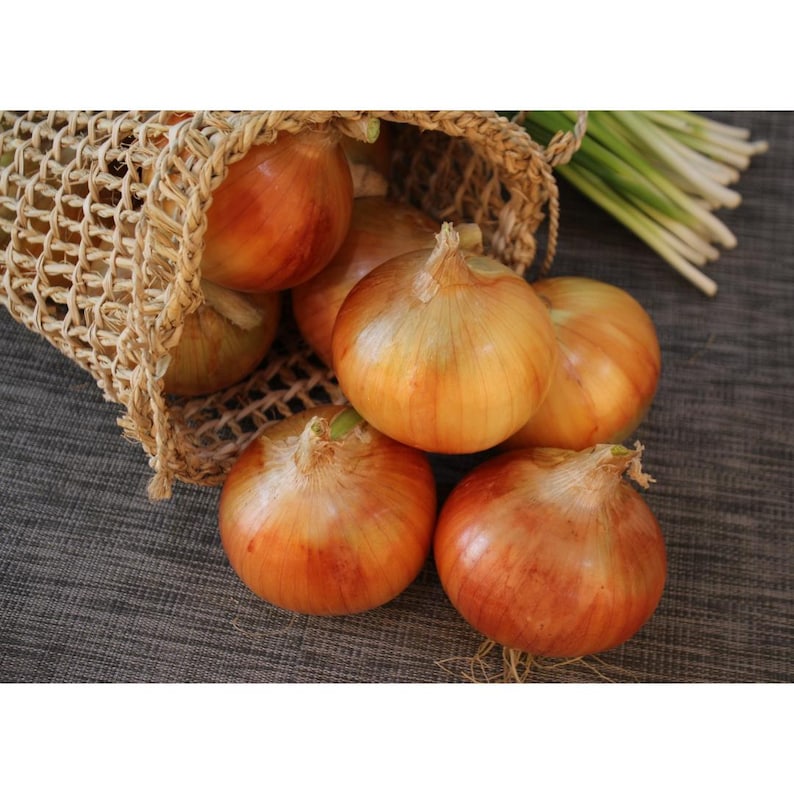 100 Walla Walla Onion Seeds - Etsy