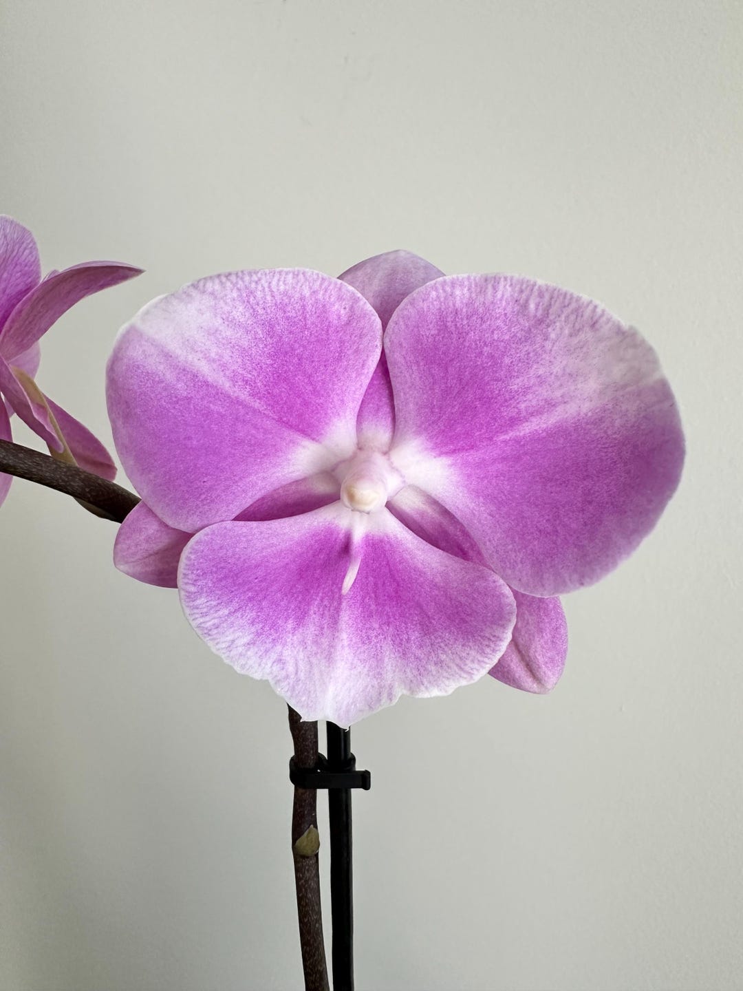 Phalaenopsis Large Yushan D-pearl Big Lip - Etsy