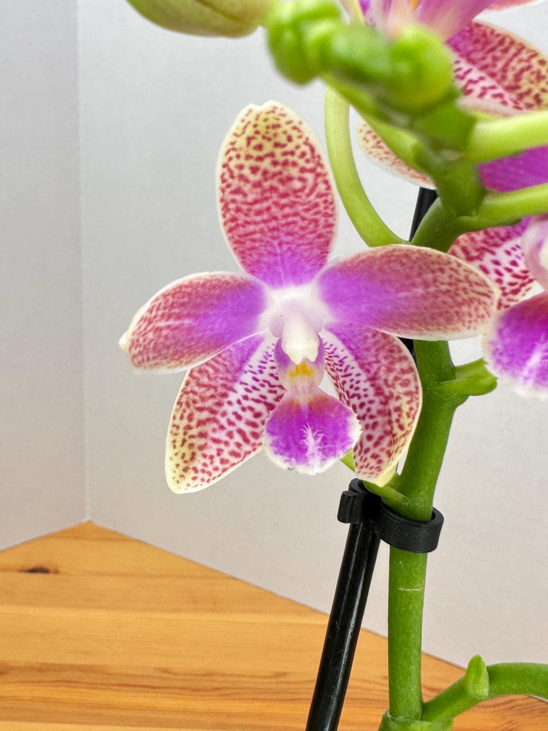 Phal. NOID - Fragrant With Unique Color - Etsy