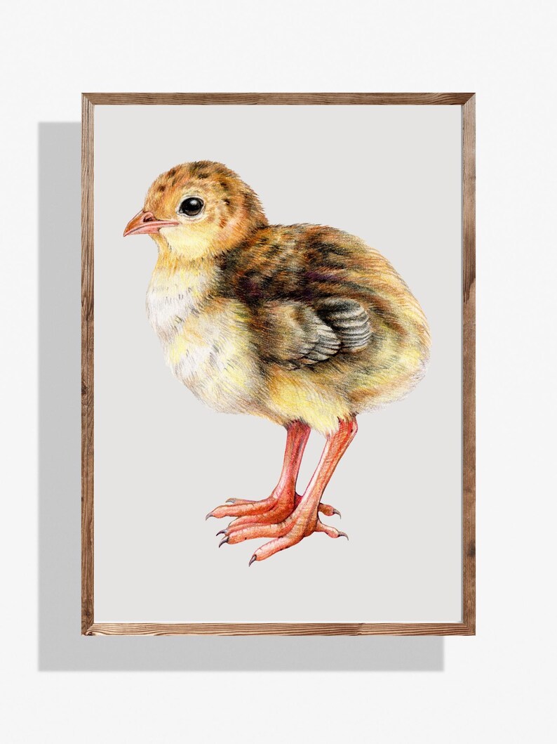 Baby Chick Poster | Adorable Nursery Wall Art | Cute Animal Print for ...