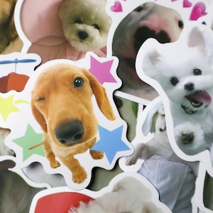 50PCS Funny Dog Meme Sticker Pack – Cute Cartoon Puppy Stickers for ...