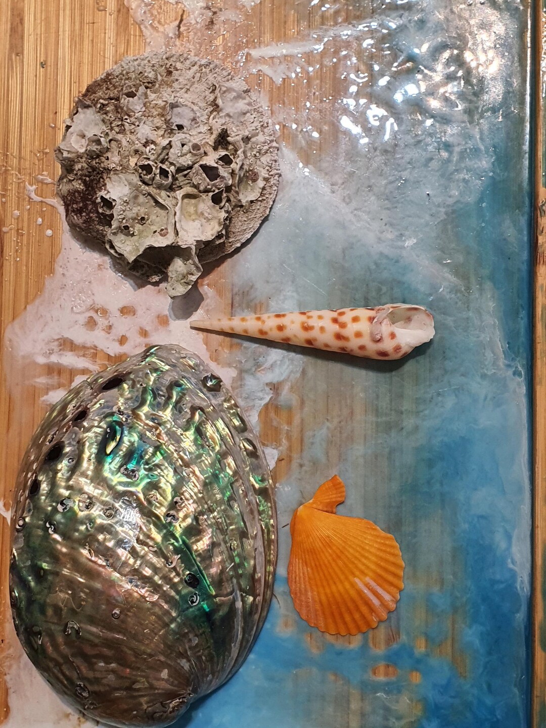 Natural Iridescent Abalone Shell - Home Decor, Jewelry Display, or ...