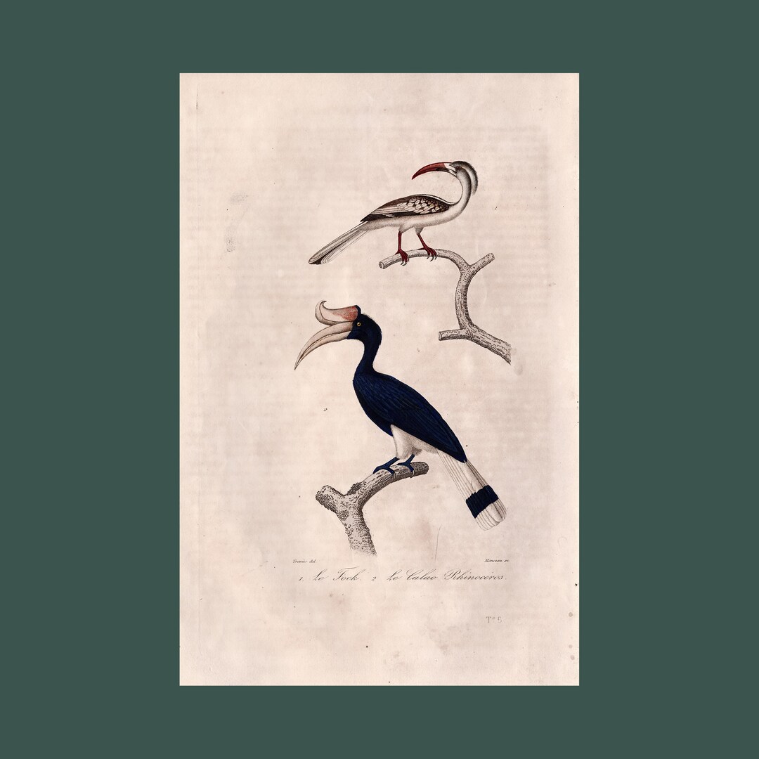 Antique Bird Print – Buffon and Cuvier – Red-billed Hornbill and ...