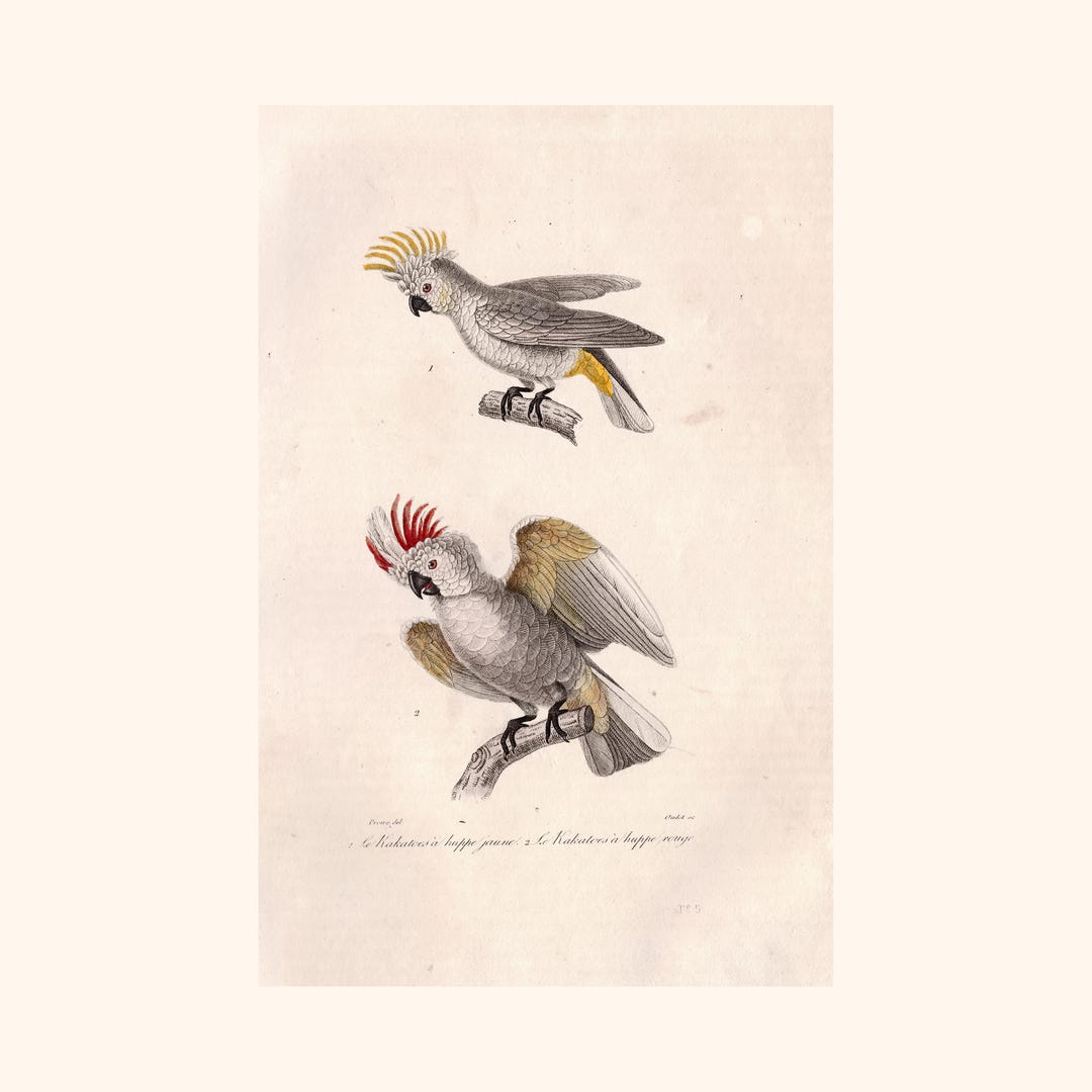 BUFFON: the Yellow-crested Cockatoo - the Red-crested Cockatoo (1837/39 ...