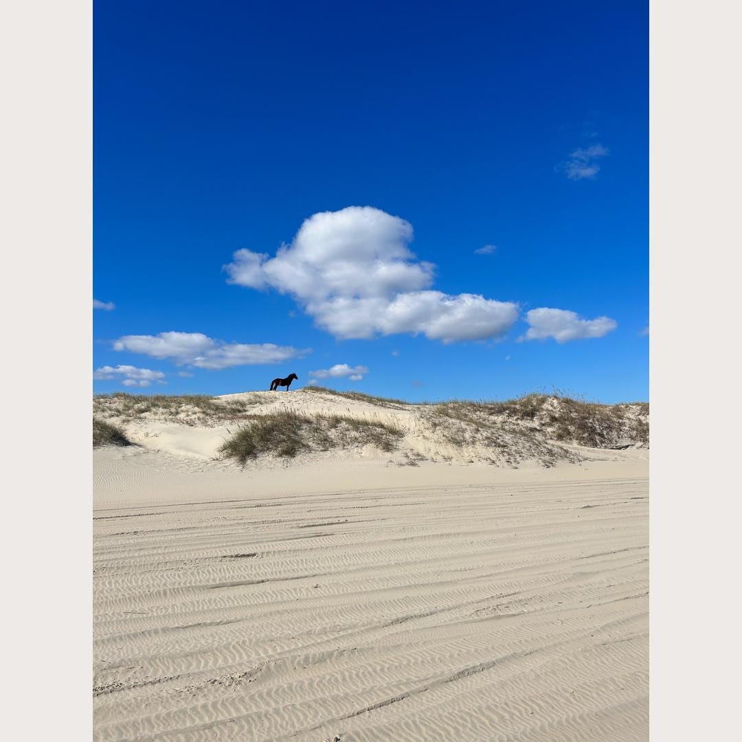 Corolla North Carolina Wild Horse Digital Download | Scenic Animal ...