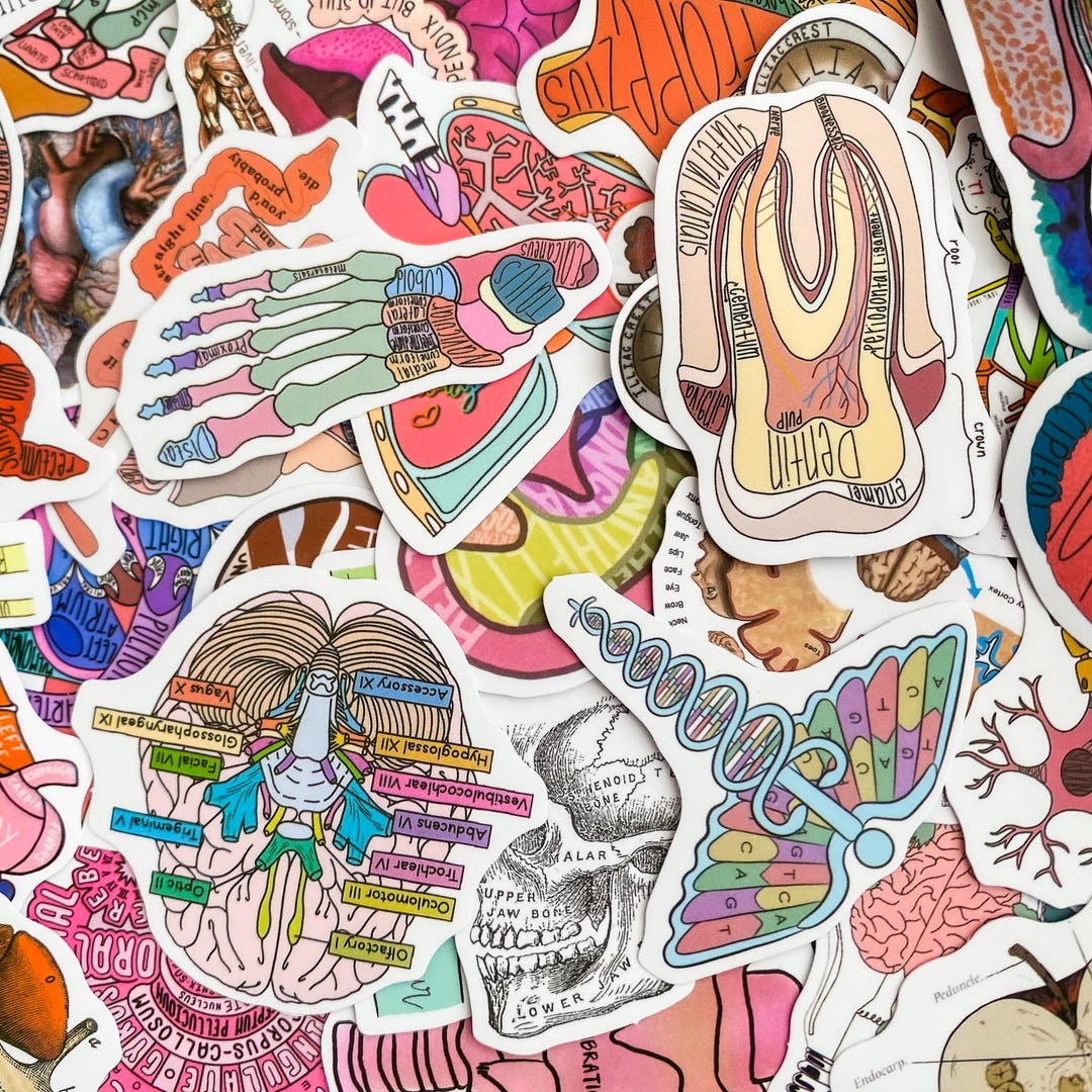 50 Random Anatomy Stickers, Medical Study Stickers, Waterproof ...
