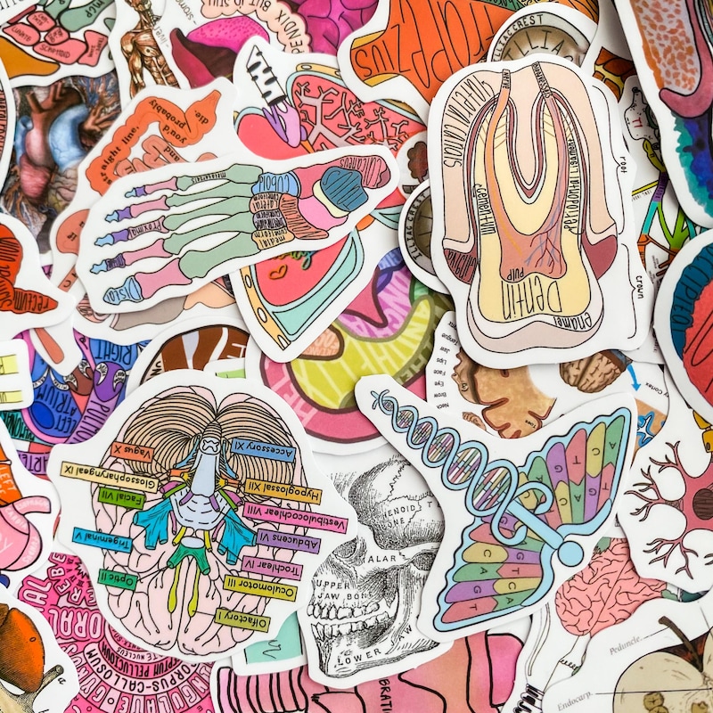 Human Anatomy Sticker - Etsy