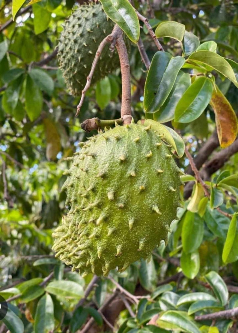 Soursop Tree (guanabana) 14 to 18 Inches - Etsy
