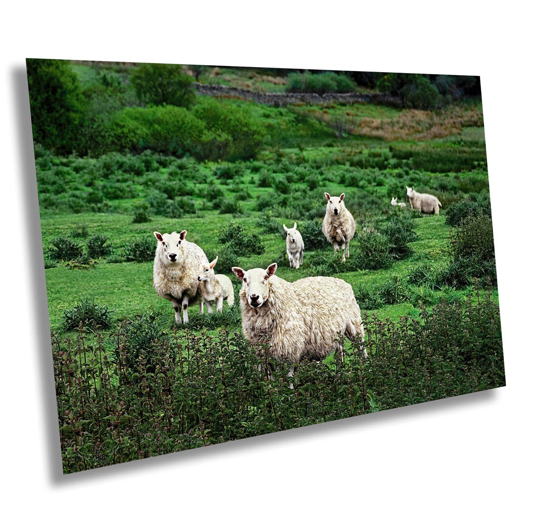 Scottish Flock of Ewes and Lambs - Highland Sheep Print - Glencoe ...