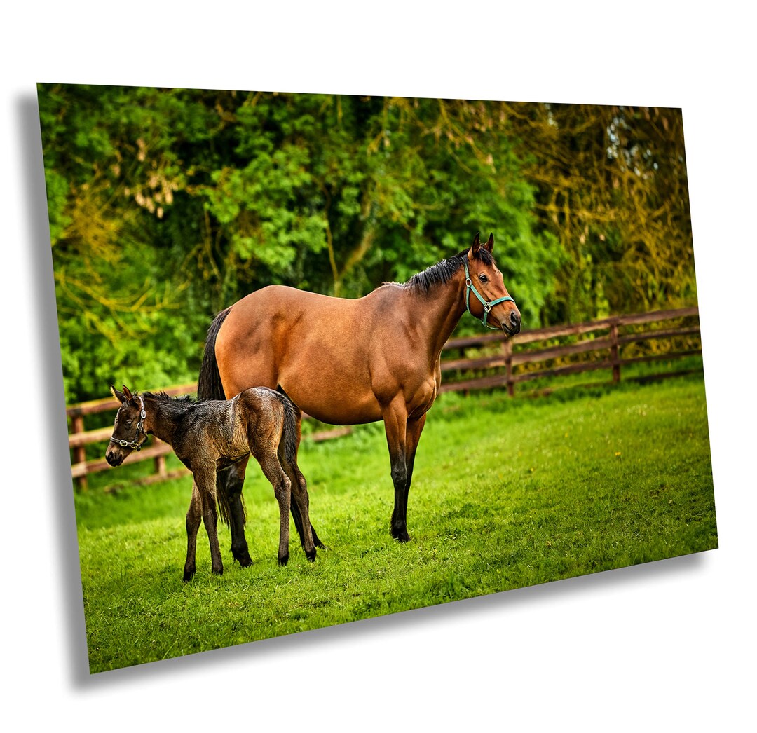 Chestnut Mare & Foal in Lush Irish Paddock: Captivating County Kildare ...
