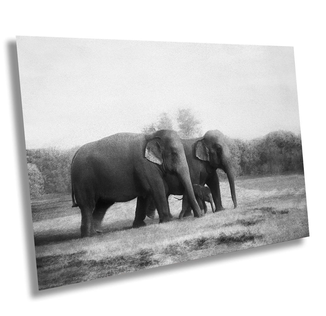 Brave Baby Elephant Steps Out: Majestic Family Portrait in Infrared ...