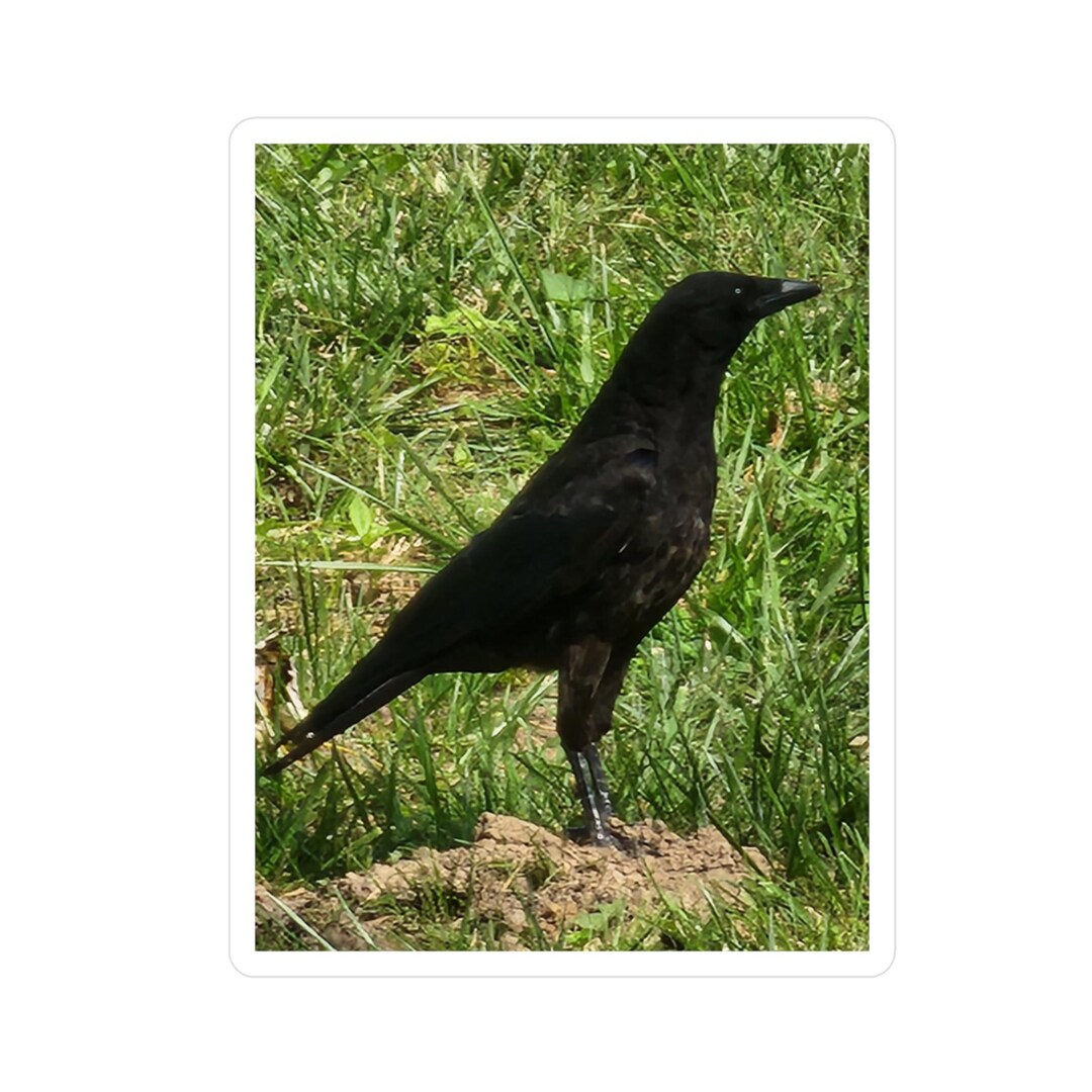 Watchful Crow Vinyl Decal - Etsy