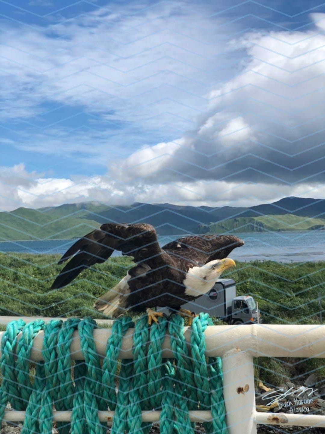 Bald Eagle in Dutch Harbor, Alaska original High-quality Digital ...