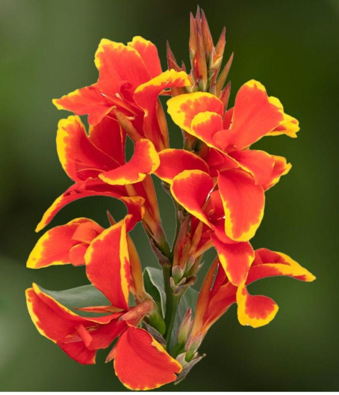 Canna Indica / Red and Yellow, Rare Seeds, Fresh 100% Organic - Etsy Canada
