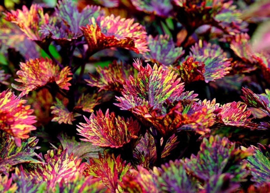 Coleus très rare Under The Sea Barracuda graines bio - Etsy France