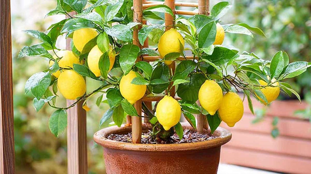 Four Seasons Lemon, Dwarf Eureka Lemon Tree, Fresh Seeds, Juicy Fruit ...