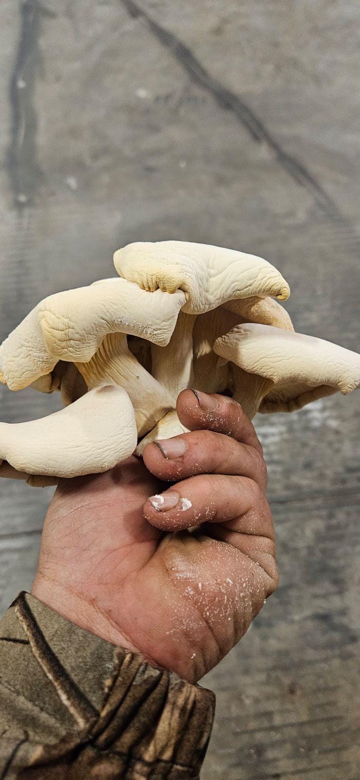 Colonized Grain Jar - Etsy