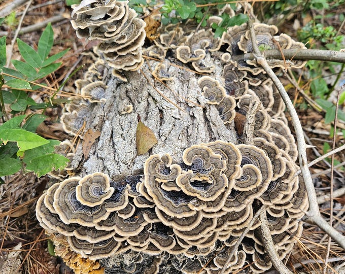 Dehydrated Turkey Tail (tramedes Versicolor); Foraged - Etsy