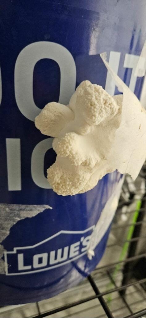 Colonized Grain Jar - Etsy