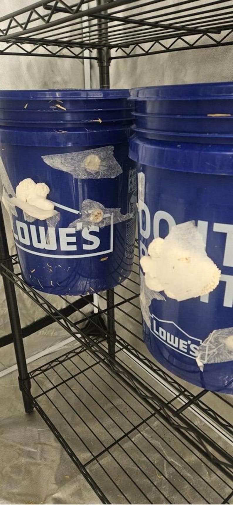 Colonized Grain Jar - Etsy