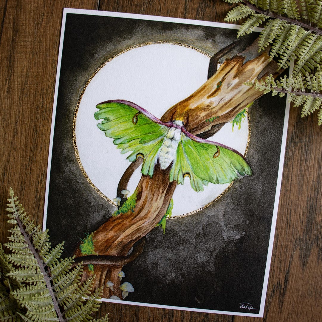 Luna Moth Art Print | Tattered Wings, Mystical Insect Decor (8x10) - Etsy