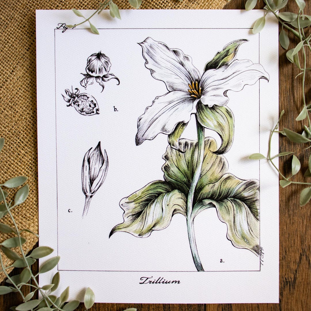 Trillium Botanical Flower Illustration | 8x10 Matted Scientific Nature ...