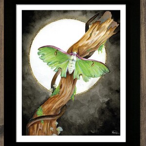 Luna Moth Art Print | Tattered Wings, Mystical Insect Decor (8x10) - Etsy