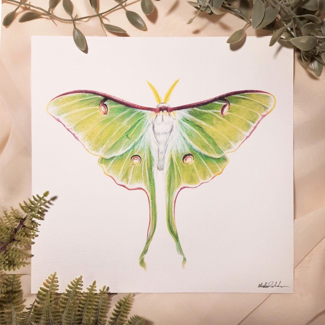 Luna Moth Colored Pencil Fine Art Print | 8x8 Insect Artwork | Signed ...