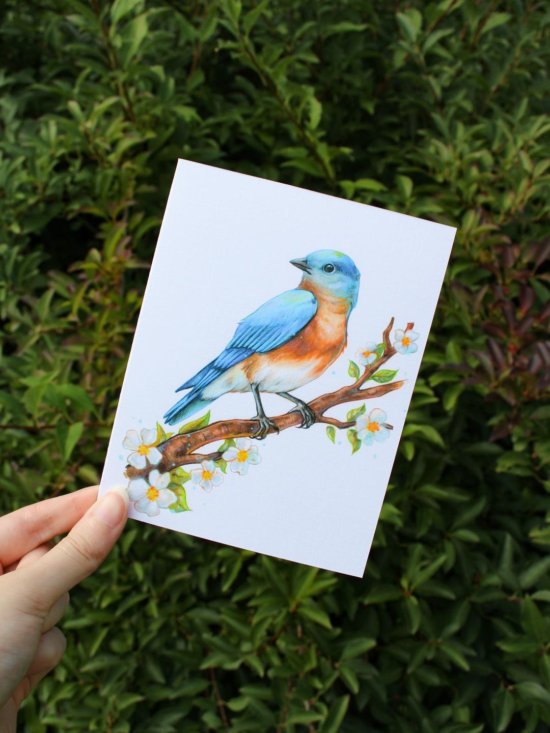 Eastern Bluebird Note Card | Blank Inside Bird Stationery - Etsy