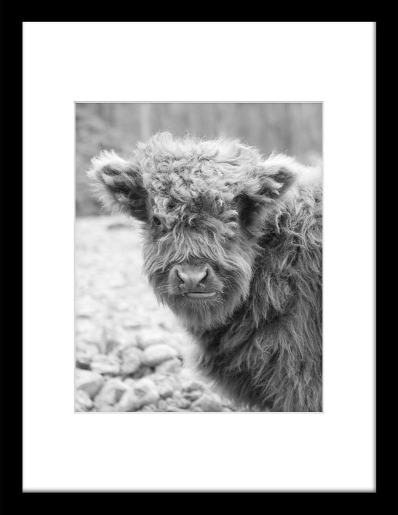 Baby Hairy Cow Photo - Scottish Highland Cattle - Black and White Farm ...