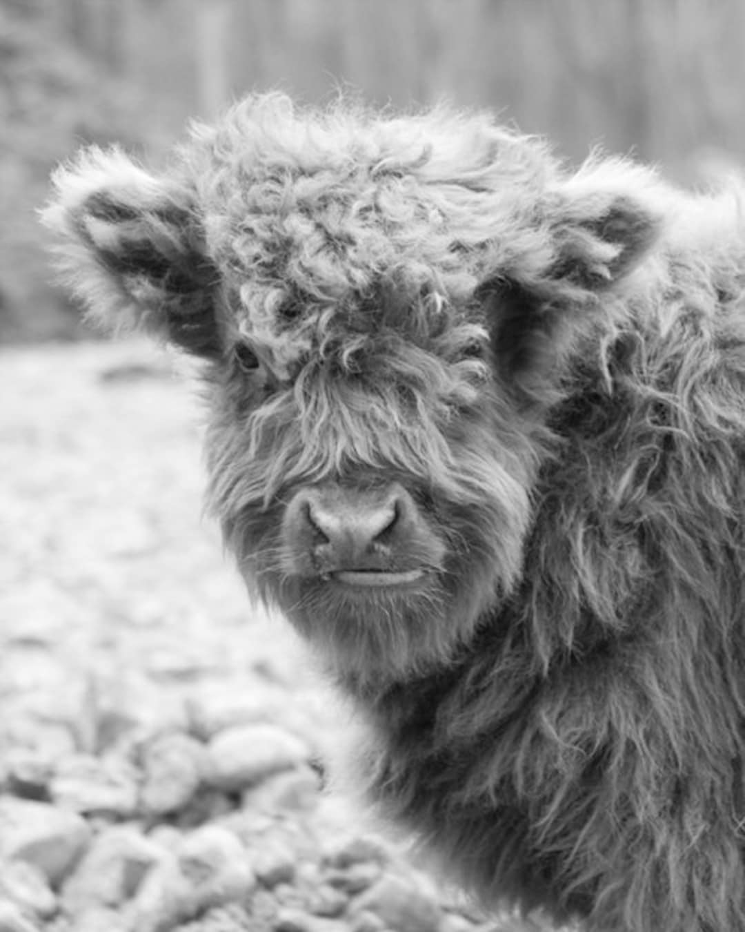 Baby Hairy Cow Photo - Scottish Highland Cattle - Black and White Farm ...