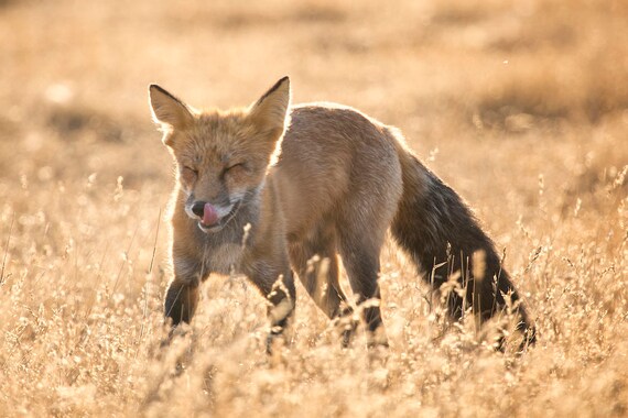 Red Fox Photo Fox Licking His Lips Print | Etsy