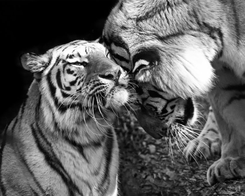 Tiger Love Photo No. 2 - Black and White Animal Photo Print - Etsy