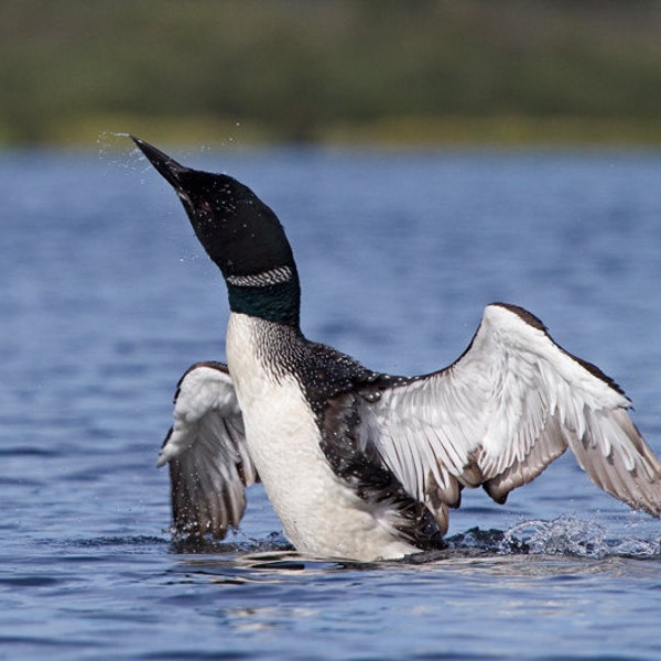 Bird Photographs - Etsy